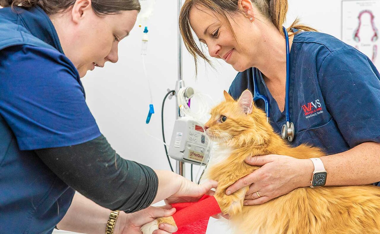 Willunga Aldinga Vets - Veterinary Services & Puppy School