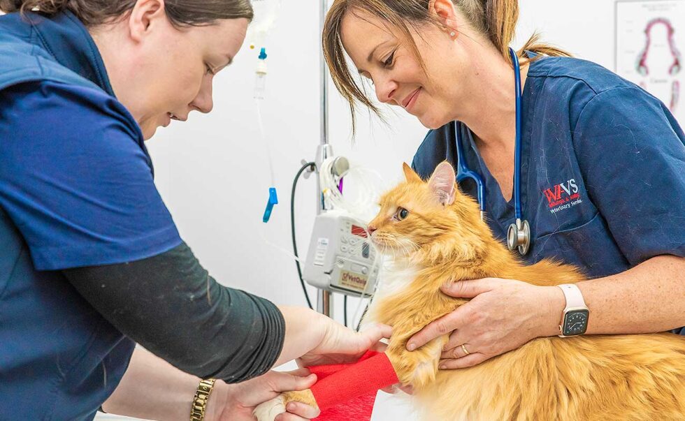 Willunga Aldinga Vets - Veterinary Services & Puppy School