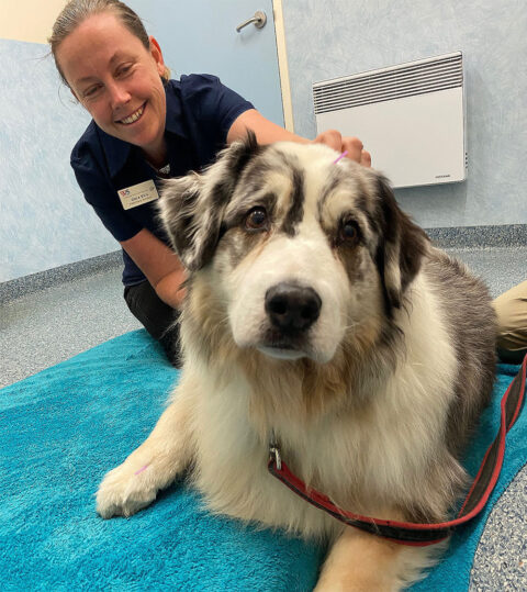 Pet Rehabilitation Services - Willunga & Aldinga Veterinary Services